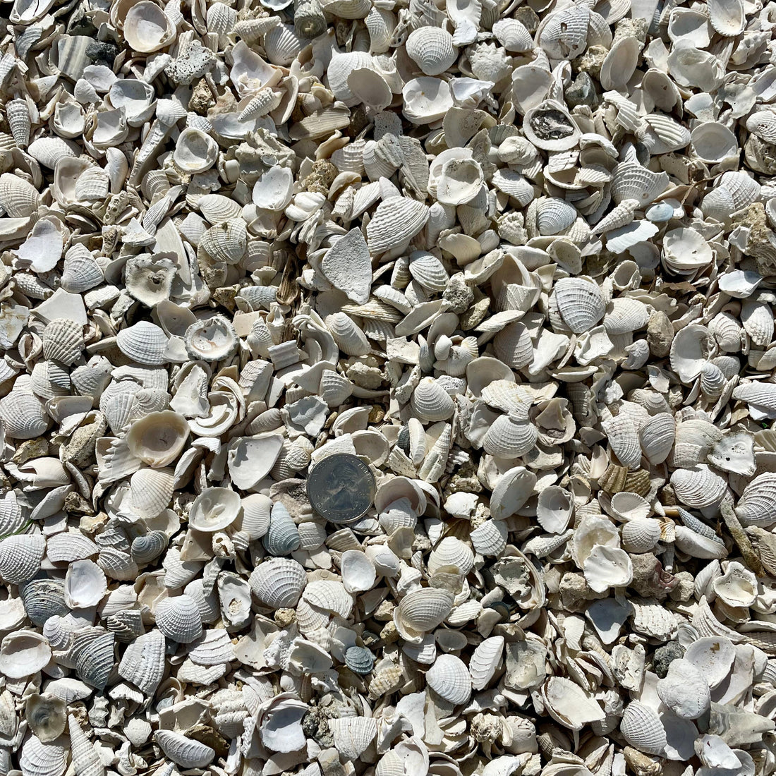 Small Washed Shell 1/2" By The Cubic Yard | Landscaping Rocks – Tierra ...