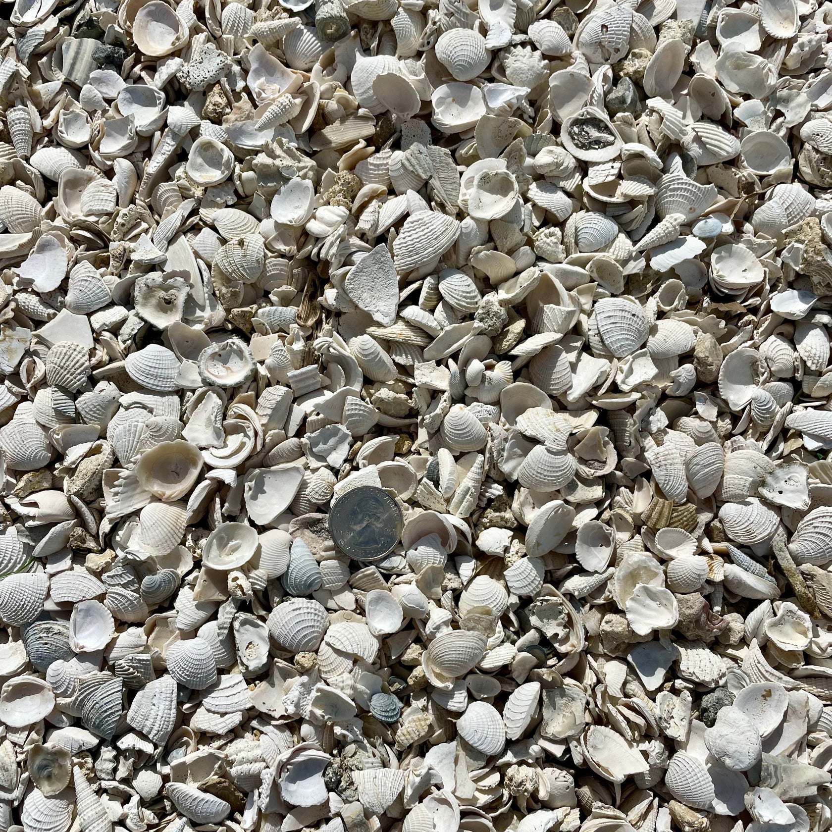 Small Washed Shell 1/2" By The Cubic Yard | Landscaping Rocks – Tierra ...